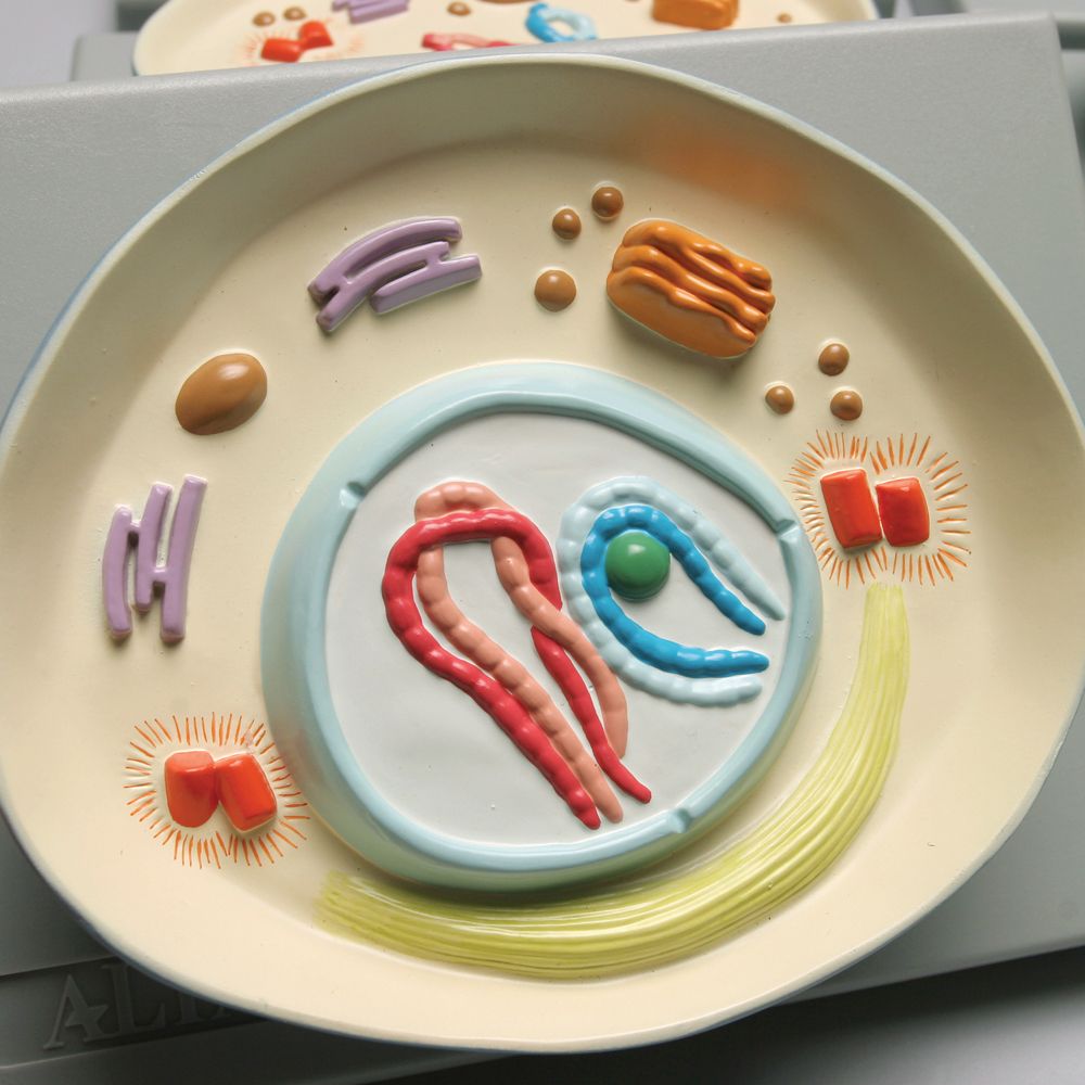 Altay Animal Cell Meiosis Model Set | Carolina Biological Supply