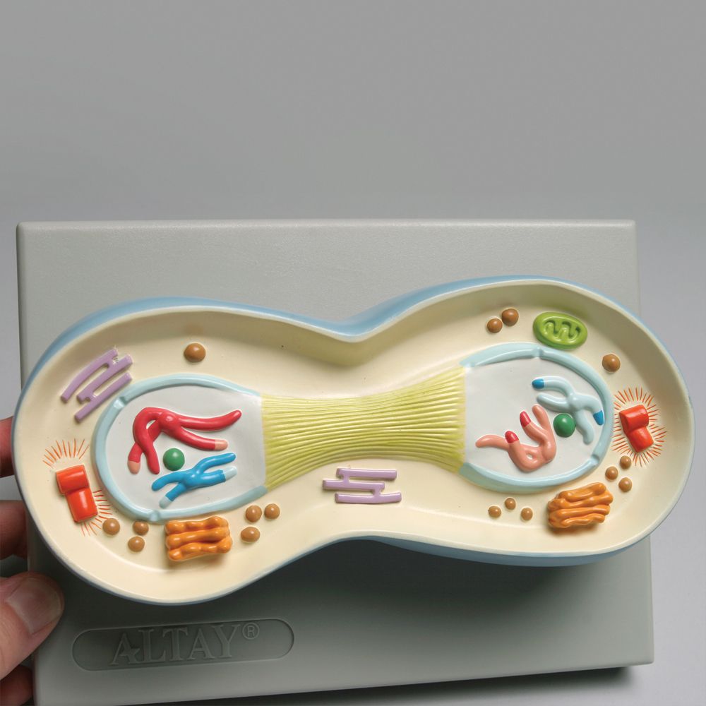Altay Animal Cell Meiosis Model Set | Carolina Biological Supply