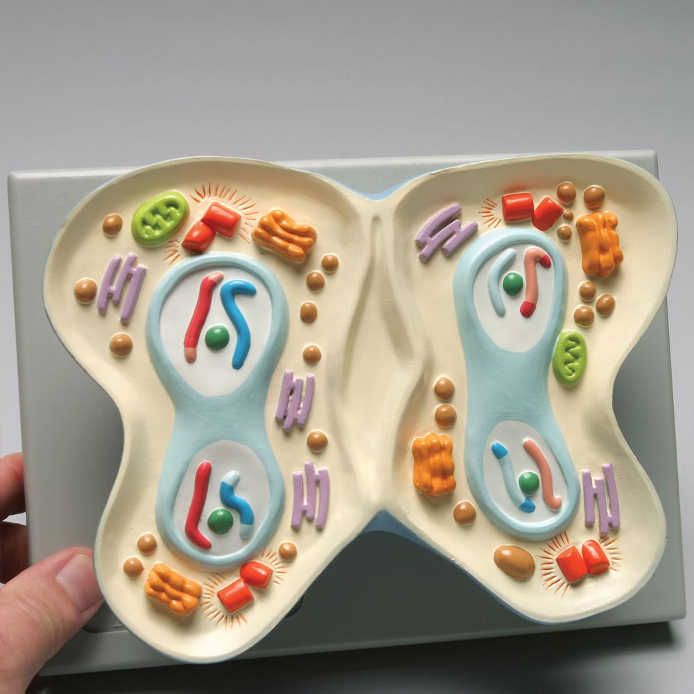Animal Cell Clay Model