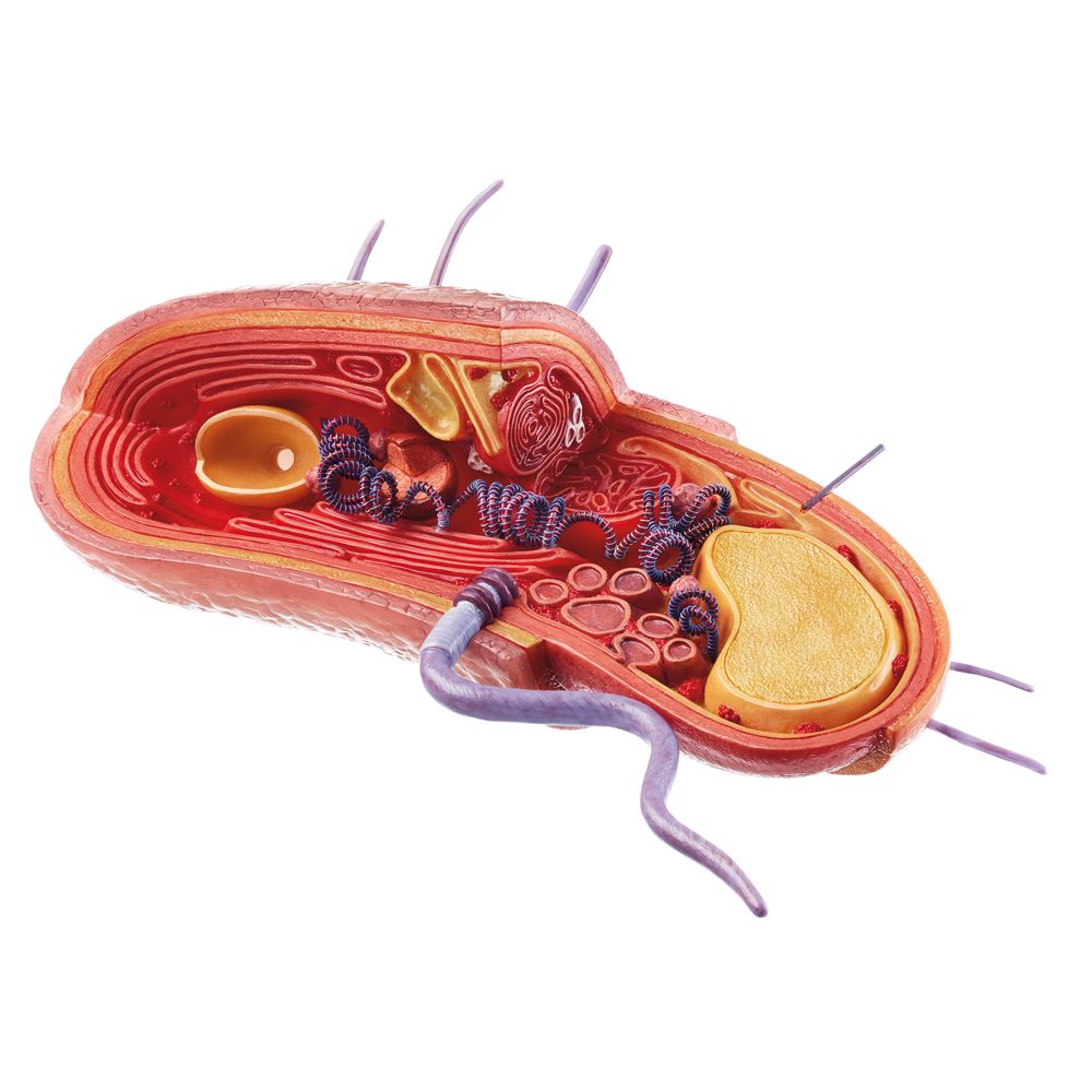 Somso® Reconstruction of a (Gram-Positive) Bacterial Cell Model ...