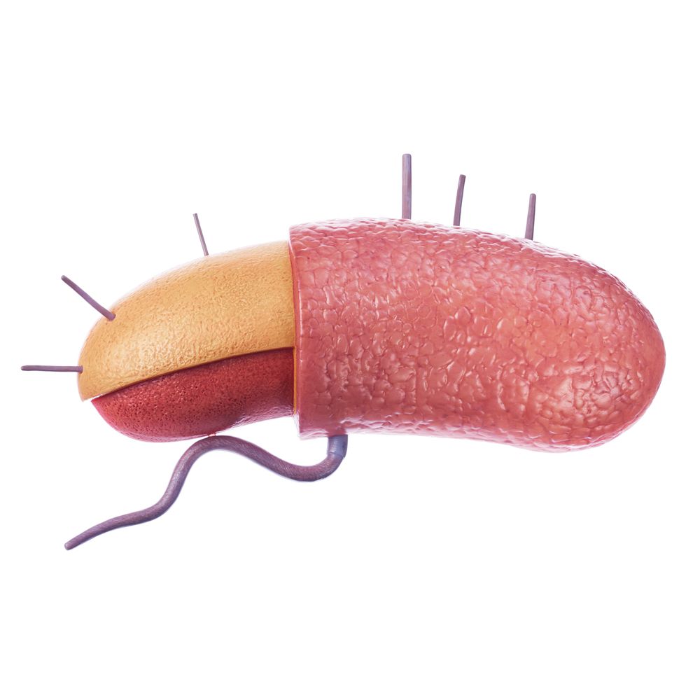 Somso® Reconstruction of a (Gram-Positive) Bacterial Cell Model ...