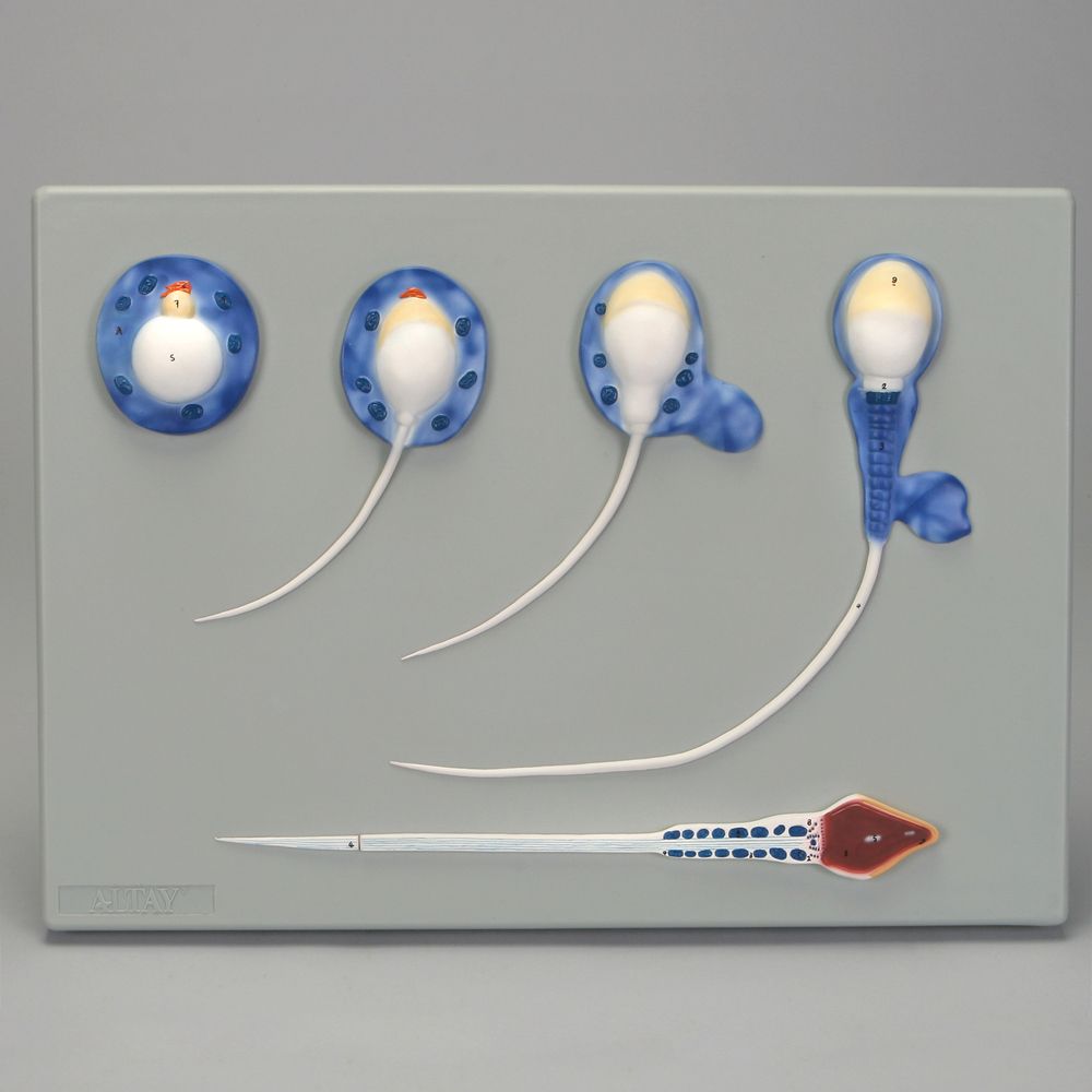 Altay Spermatogenesis Model | Carolina.com