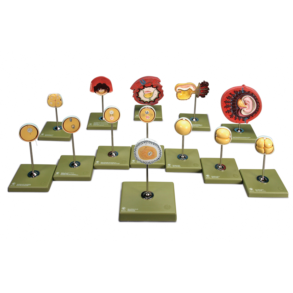 Somso Human Development Model Set, 13 Parts | Carolina Biological Supply