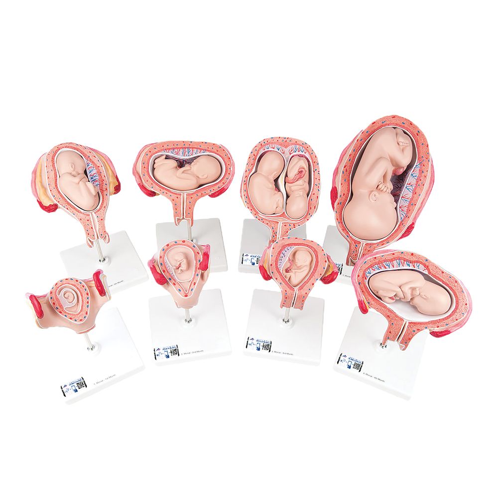 3B® Human Development Set | Carolina Biological Supply