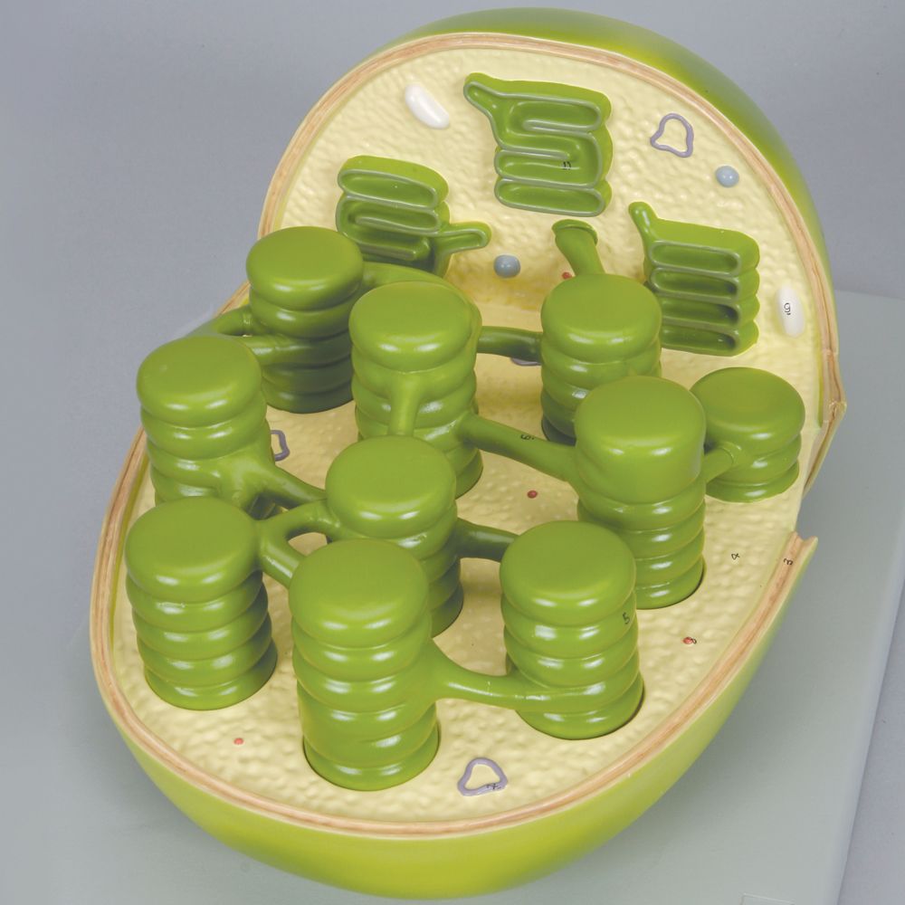 Chloroplast Model