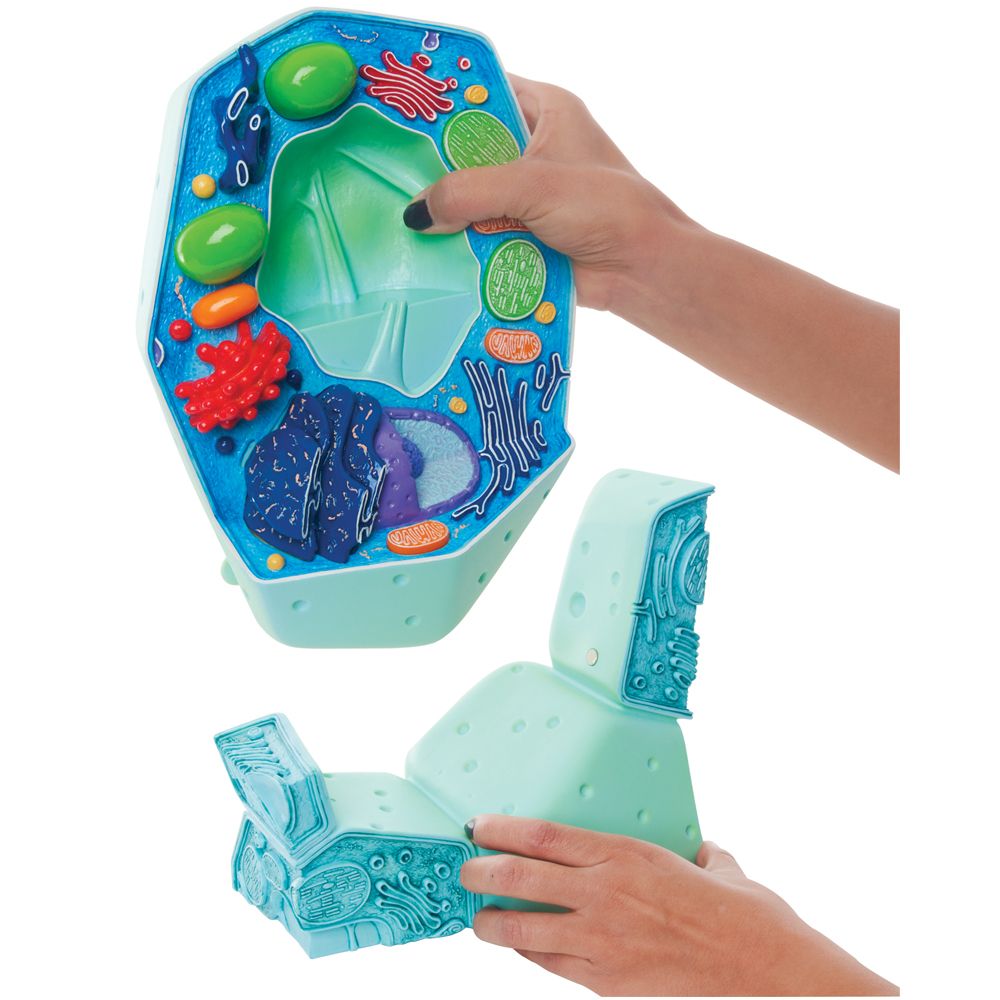 3B® Plant Cell Model | Carolina Biological Supply