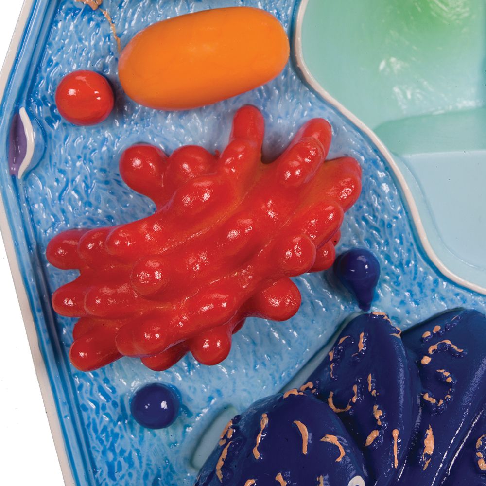 3B® Plant Cell Model | Carolina Biological Supply