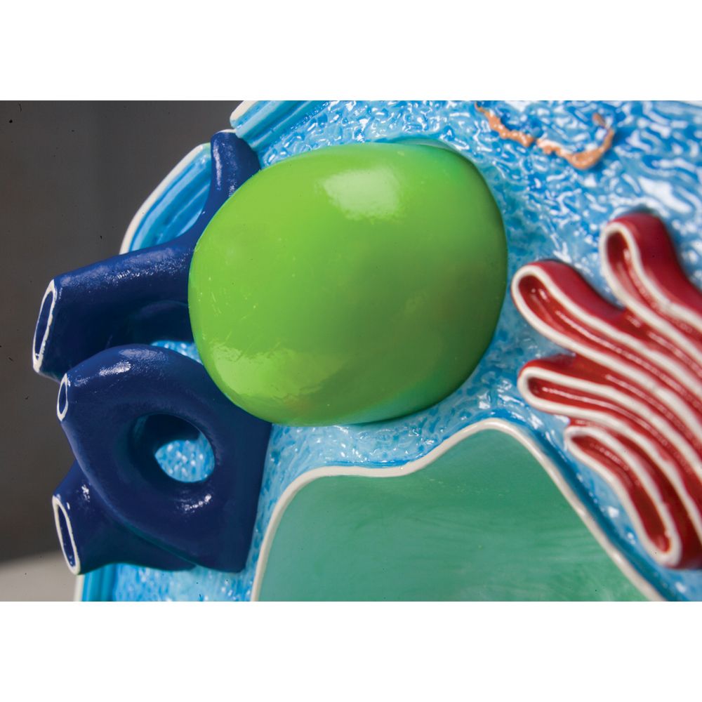 Plant Cell Model Clay Animal Cell Made With Modelling Clay | Our