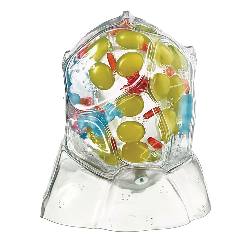 Somso® Plant Cell Model | Carolina Biological Supply