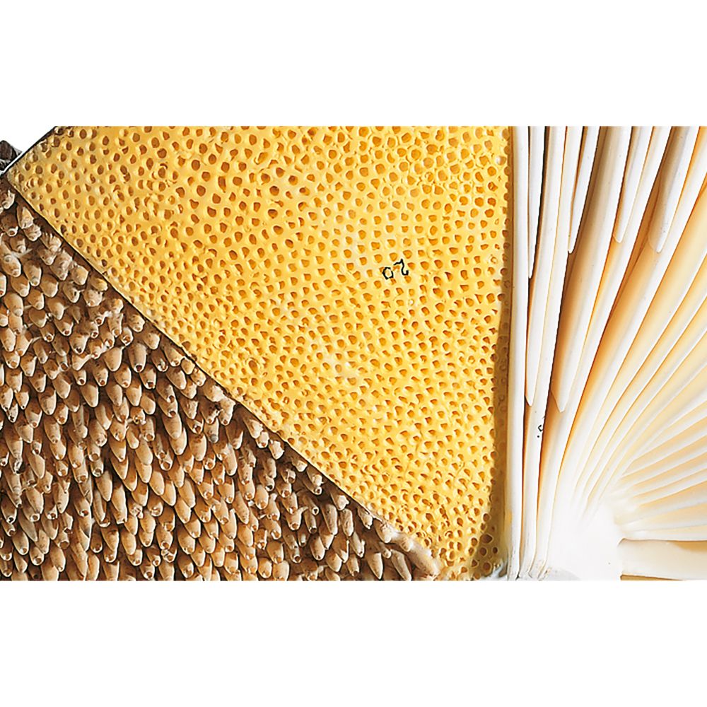 Somso® Structure of Hat Fungi Model | Carolina Biological Supply