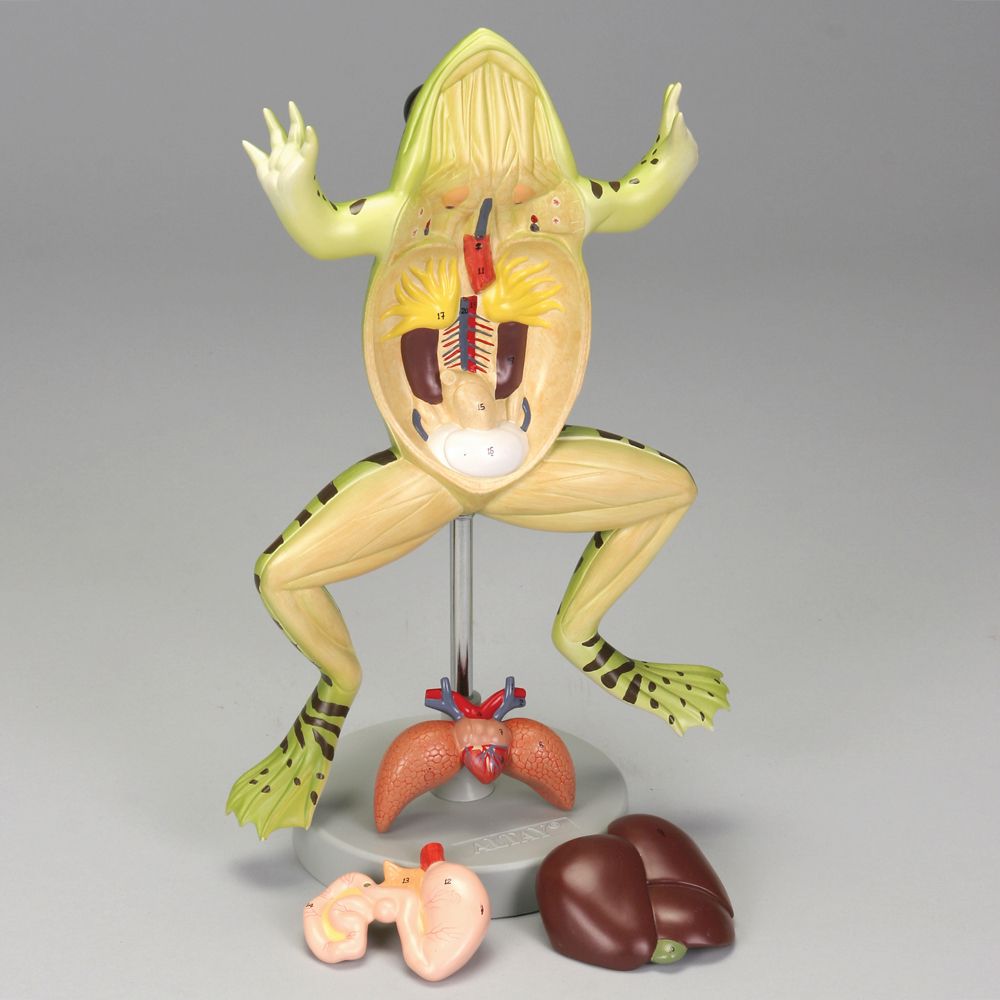 Altay Frog Dissection Model | Carolina Biological Supply