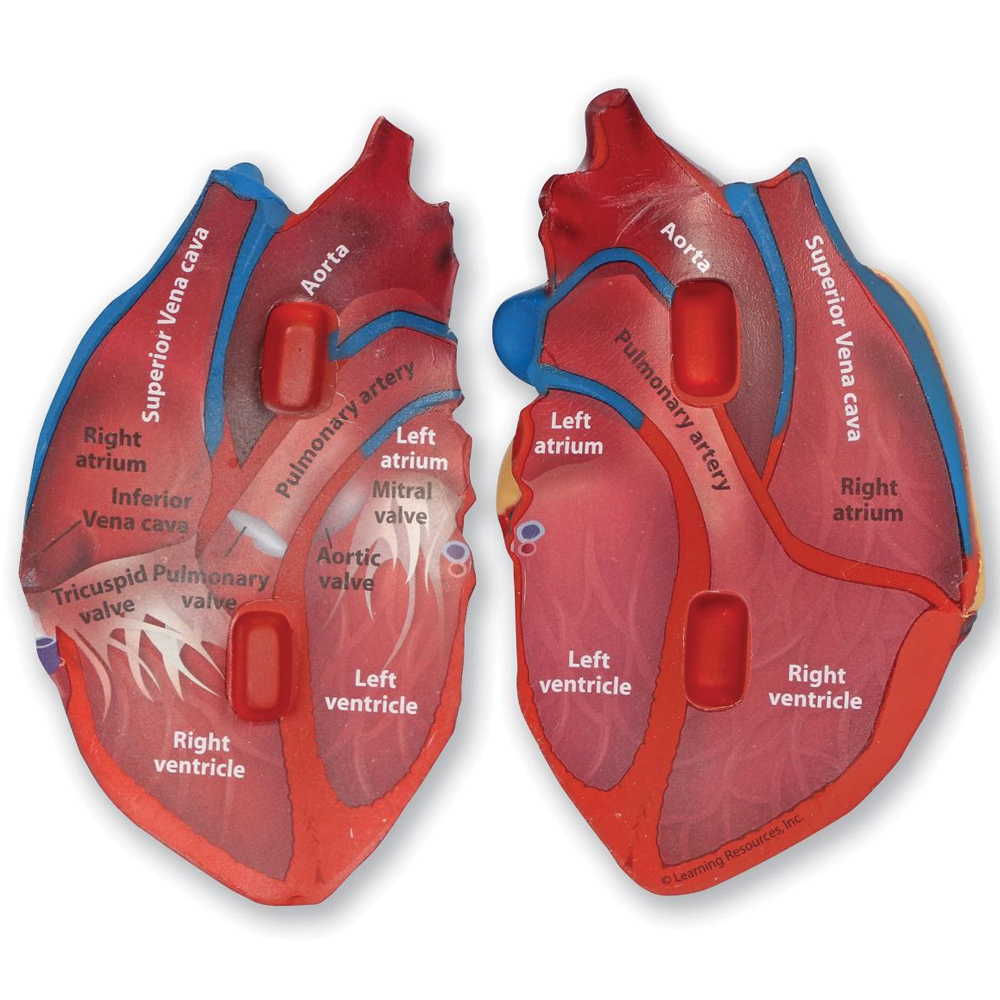 Cross-Sectional Human Heart Model | Carolina Biological Supply