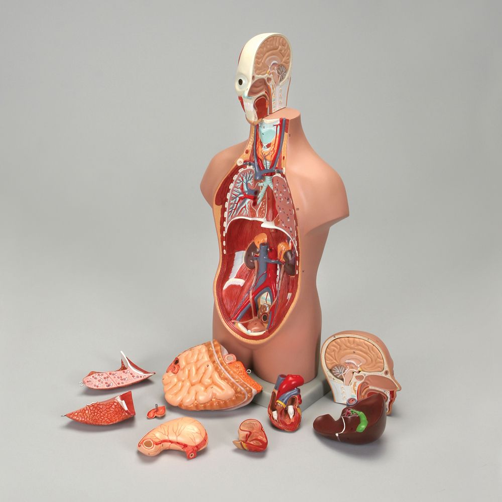 Altay® Human Miniature Torso Model | Carolina Biological Supply