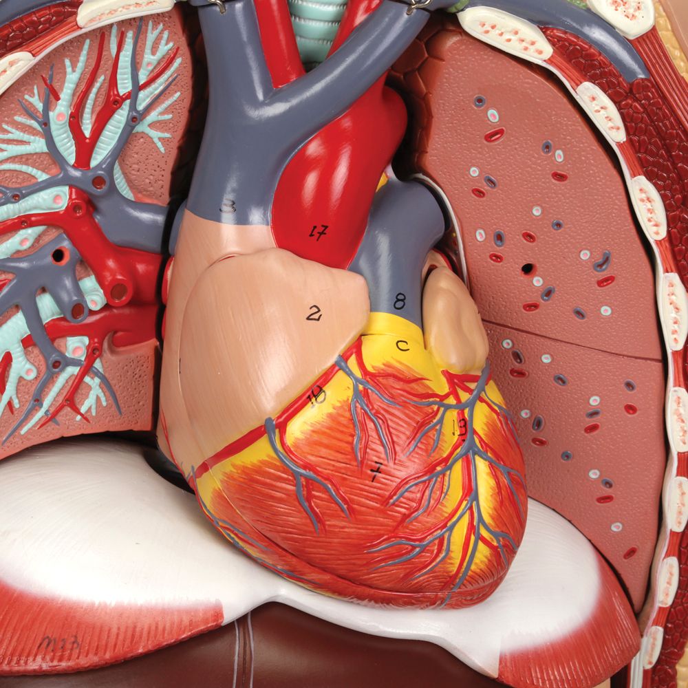 Altay Human Sexless Torso Model | Carolina Biological Supply