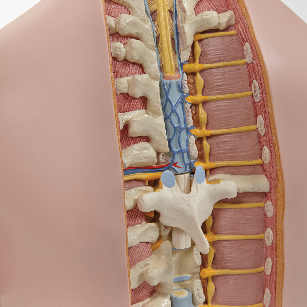 3B® Human Sexless Torso Model | Carolina Biological Supply