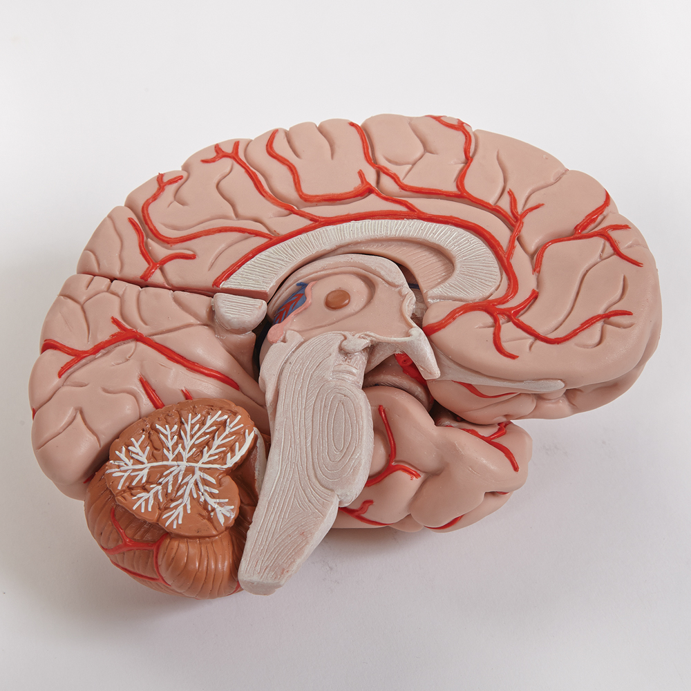 3B® Human Sexless Torso Model | Carolina Biological Supply