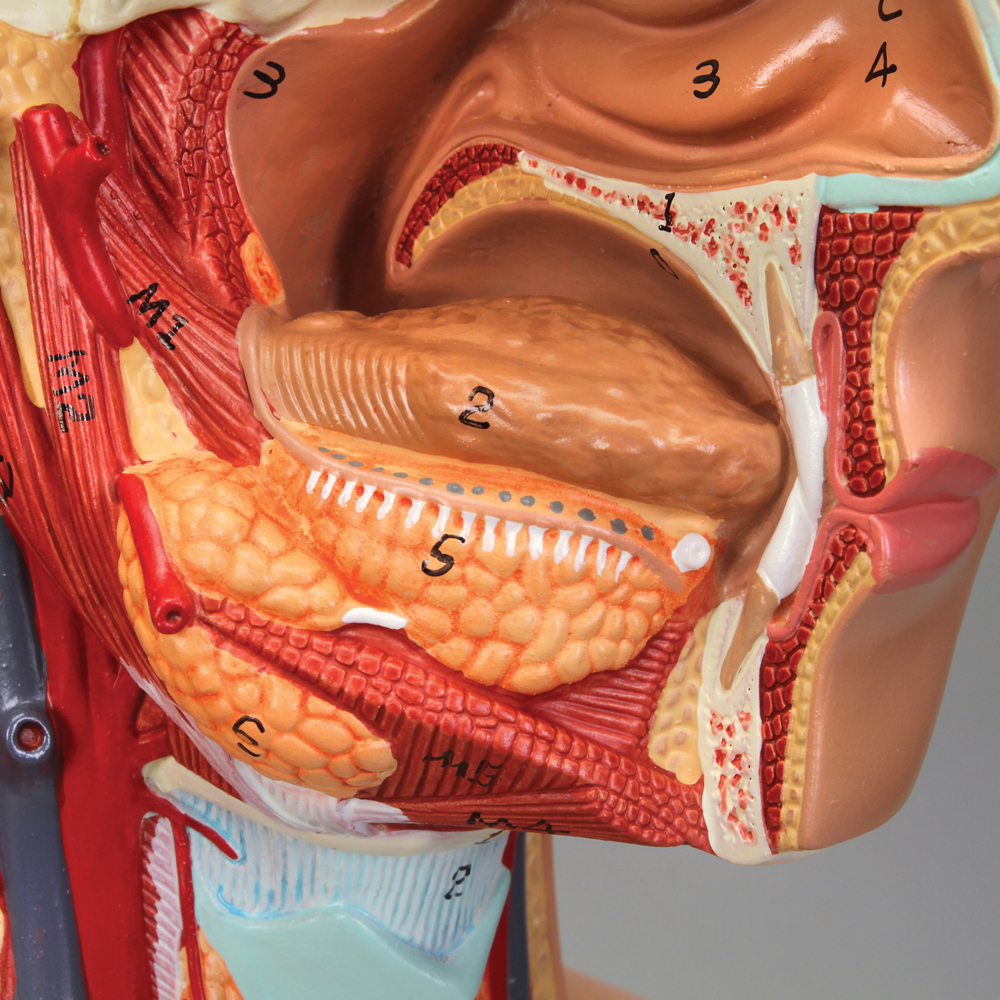 Altay® Deluxe Human Male and Female Torso Model | Carolina Biological ...