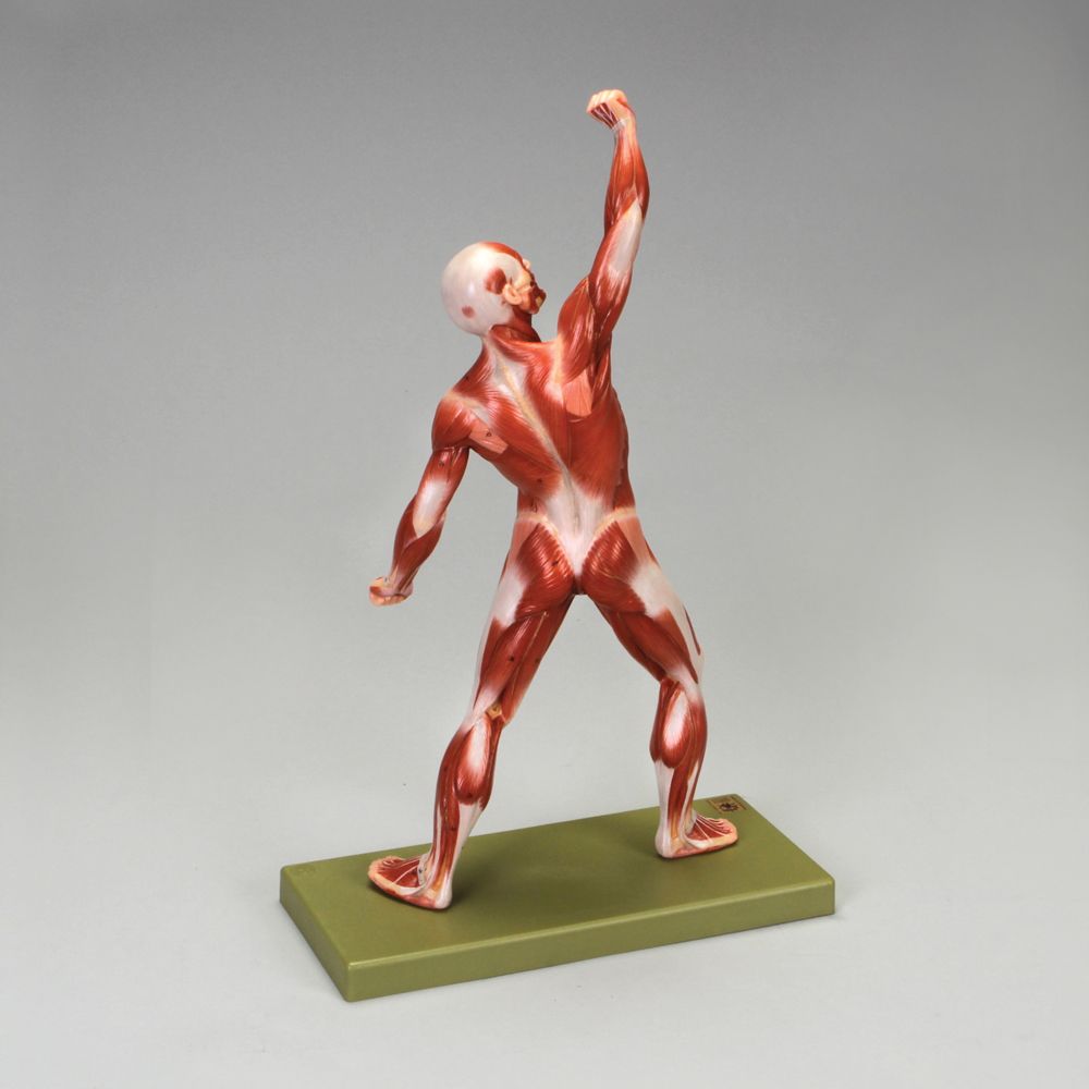 Somso® Human Muscular Male Model | Carolina Biological Supply