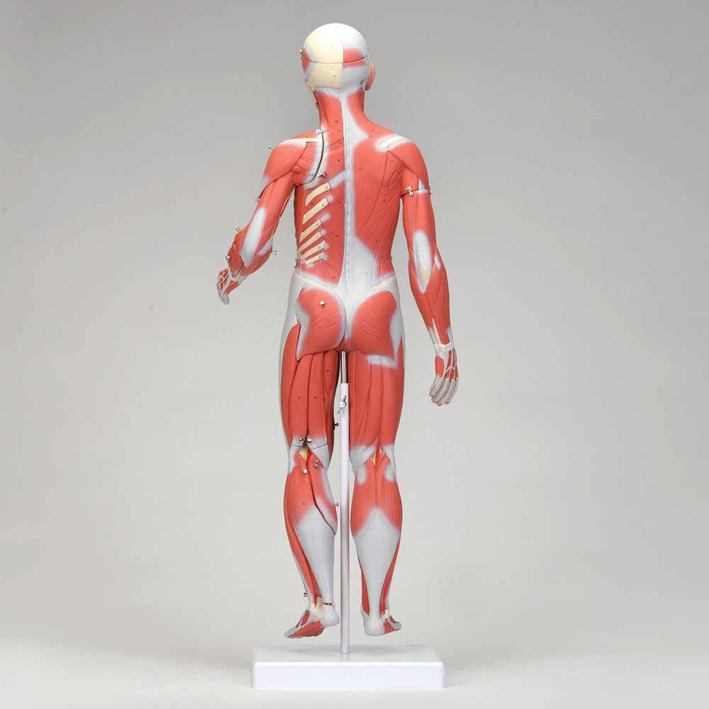 3B® Human Muscular Male and Female Model | Carolina Biological Supply