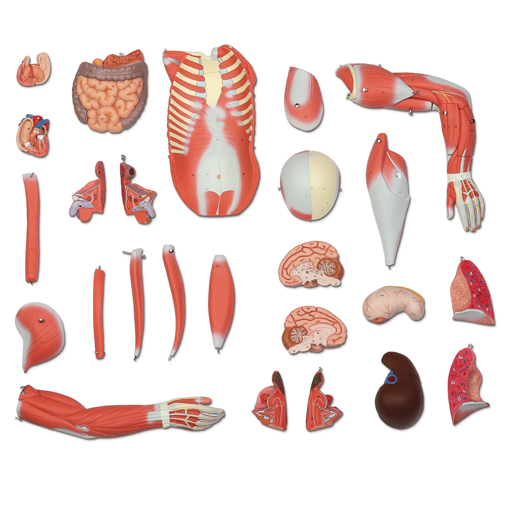 3B® Human Muscular Male and Female Model | Carolina Biological Supply