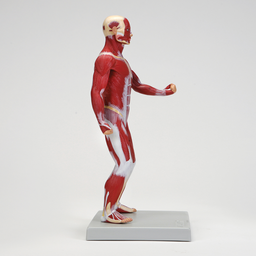 Altay Miniature Human Muscular Figure | Carolina Biological Supply