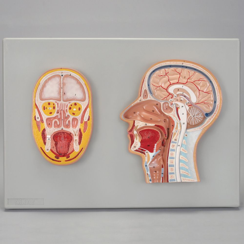 Altay Frontal and Median Human Head Sections Model | Carolina.com