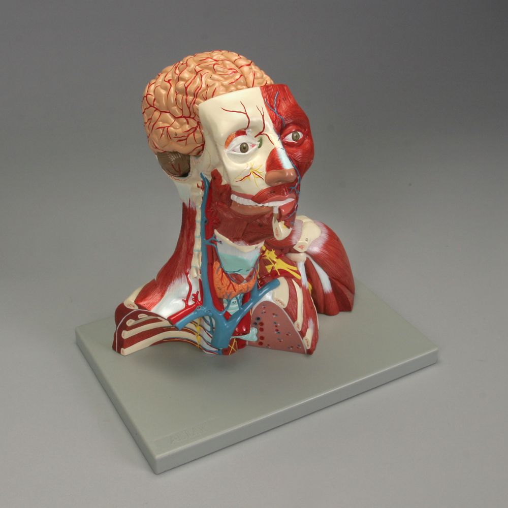 Altay Cranial Cavity, Head, Neck, and Thorax Model | Carolina ...