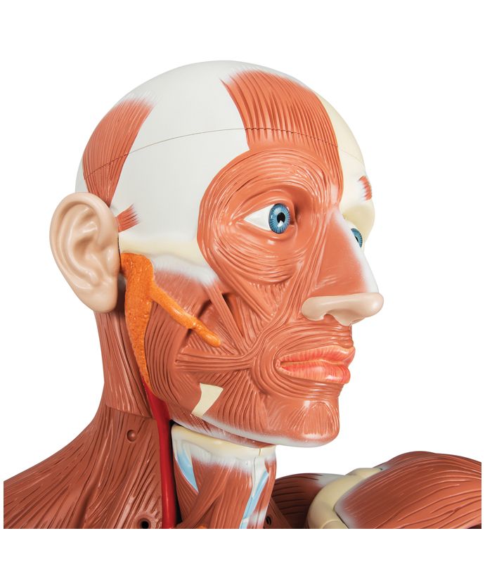 3B® Life-Size Human Male Muscular Figure Model | Carolina Biological Supply