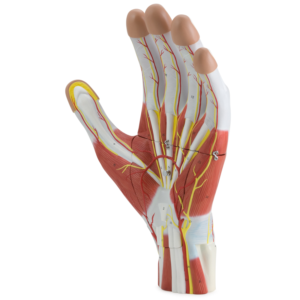 The Anatomy Of A Hand