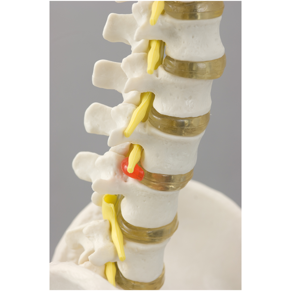 Altay® Human Flexible Vertebral Column Skeleton with Femur Heads ...