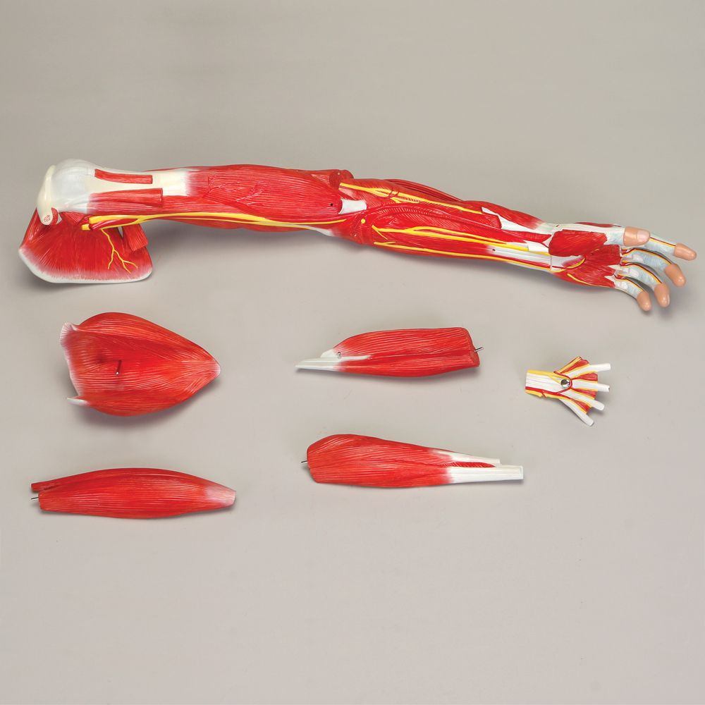 Altay Human Muscular Arm Model | Carolina Biological Supply