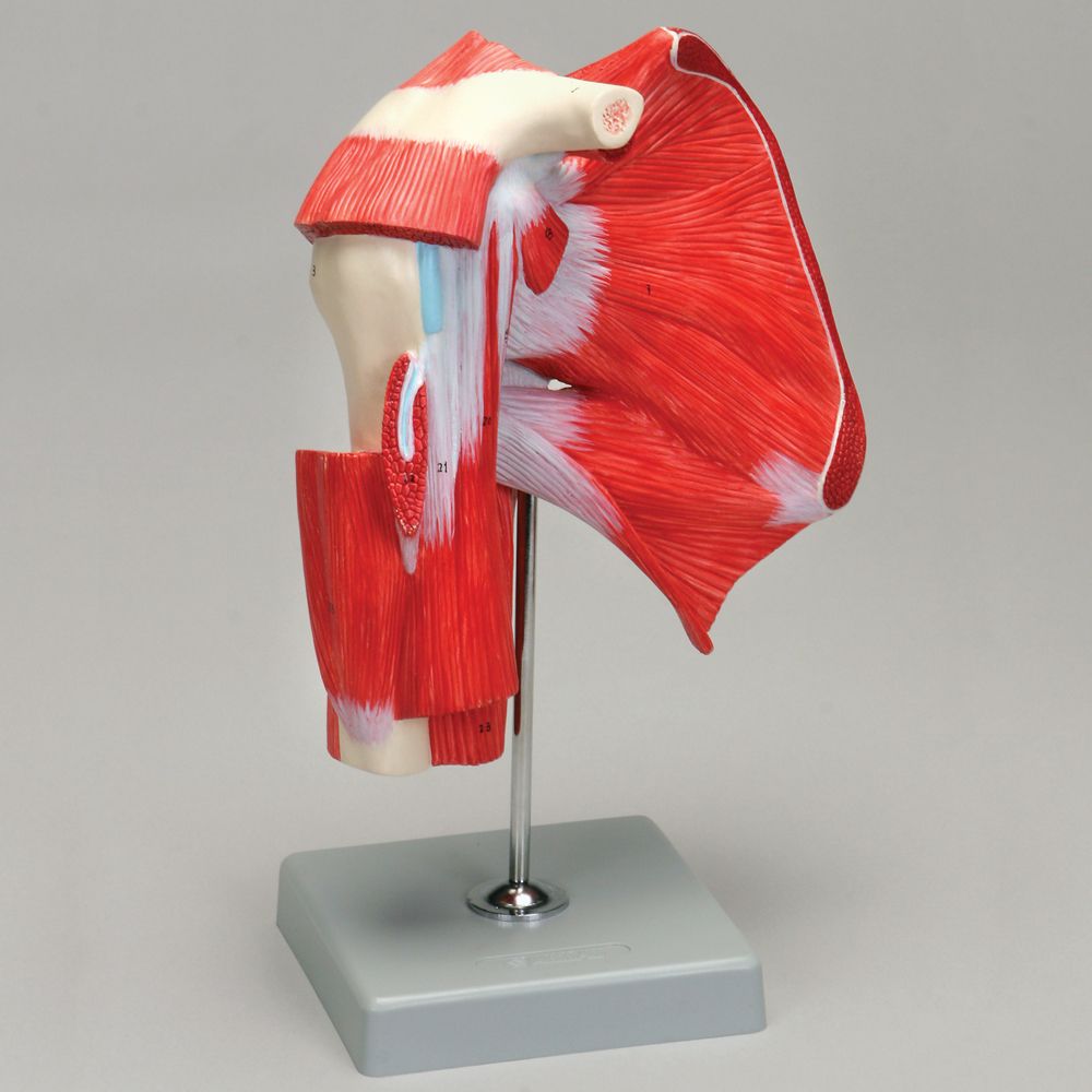 Shoulder Girdle