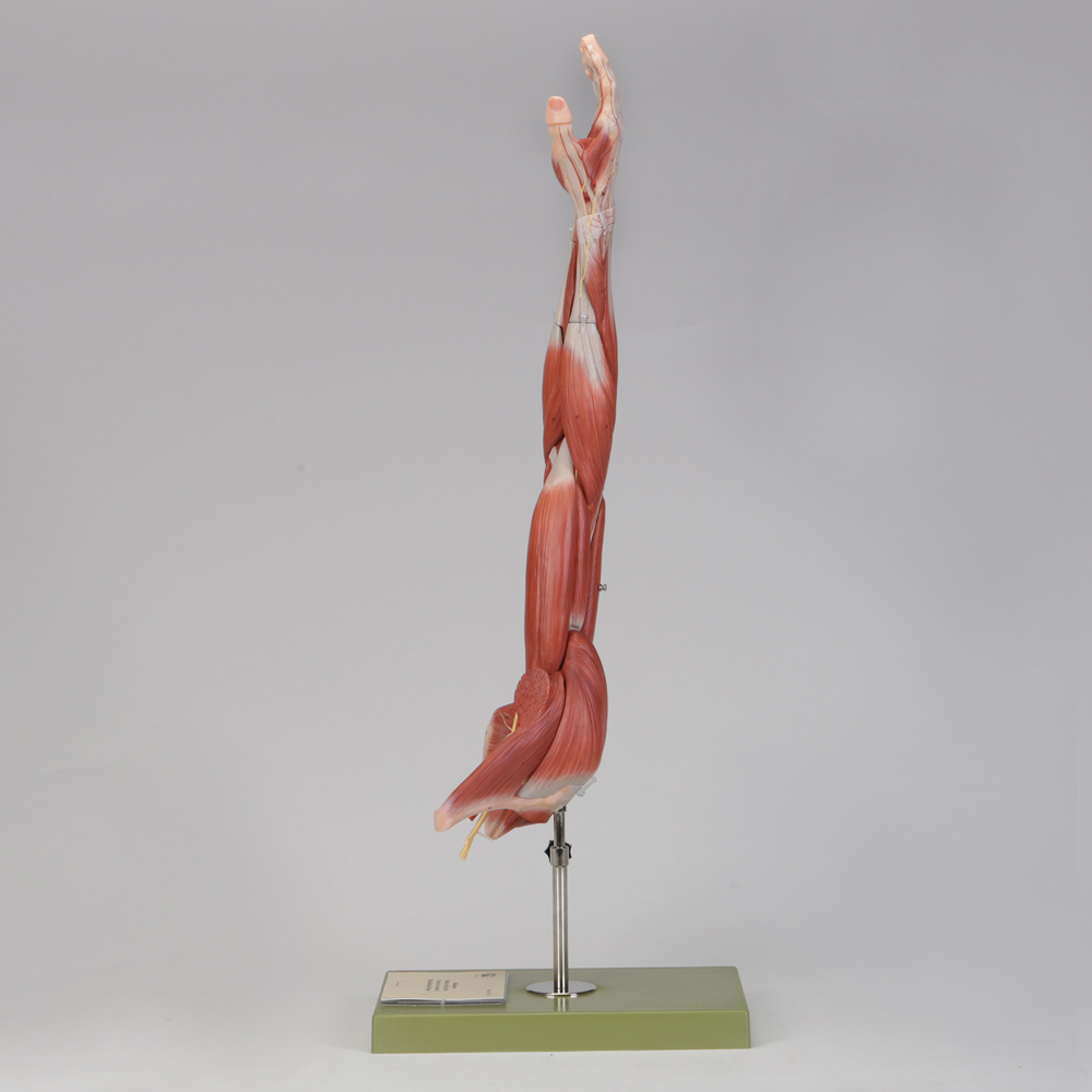 Somso Human Arm and Shoulder Girdle Model | Carolina Biological Supply