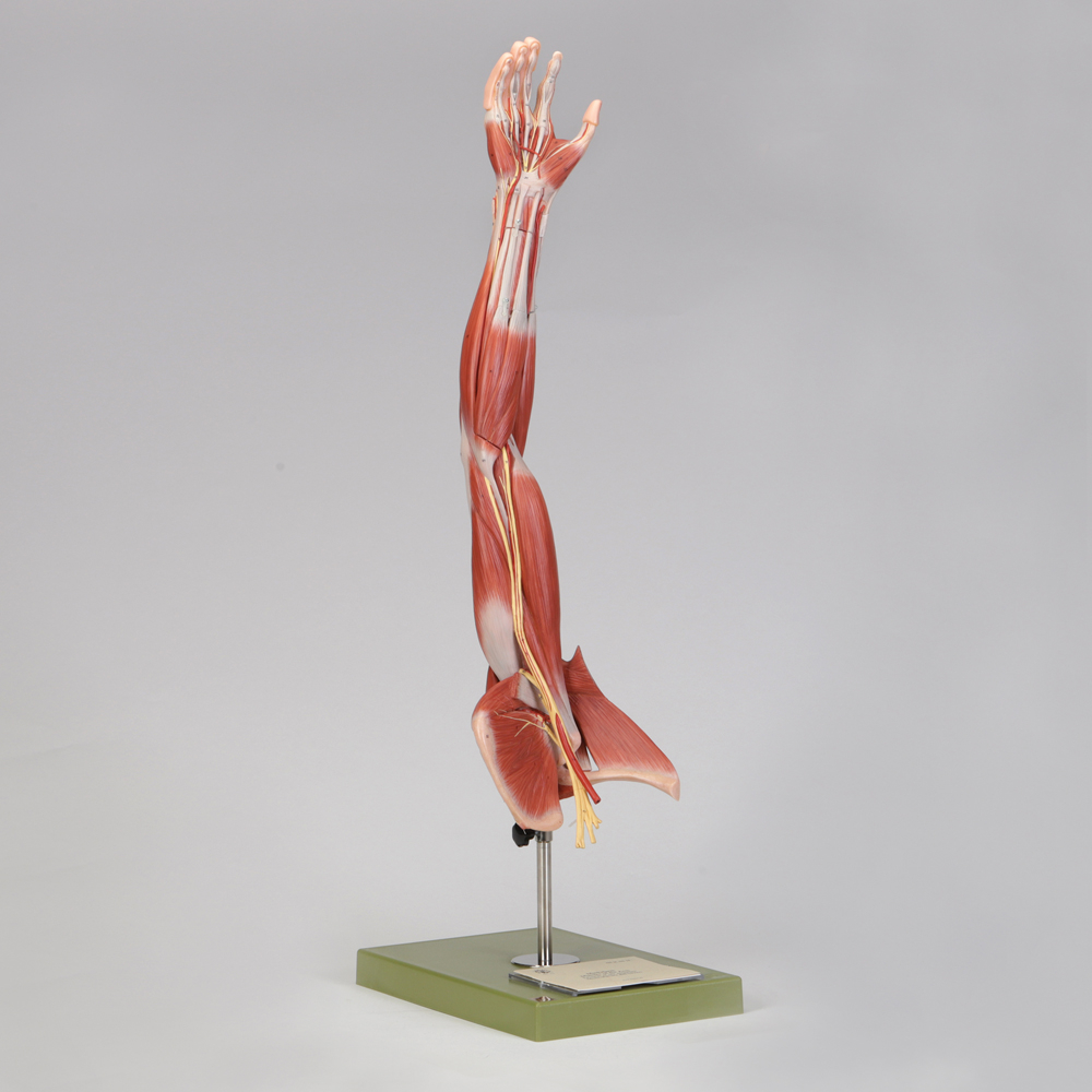 Somso Human Arm and Shoulder Girdle Model | Carolina Biological Supply