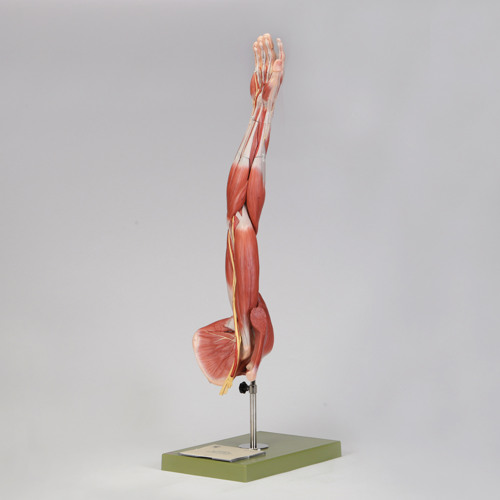 Somso Human Arm and Shoulder Girdle Model | Carolina Biological Supply
