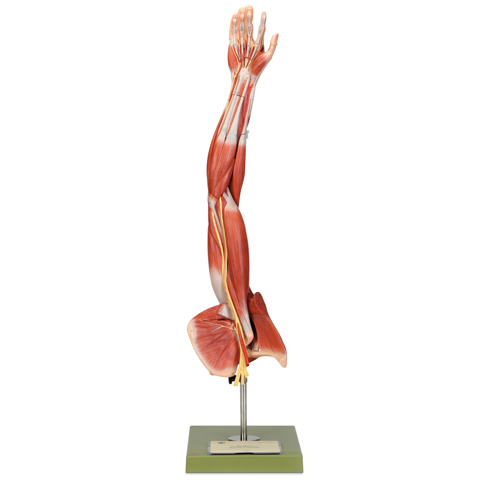 Somso Human Arm and Shoulder Girdle Model | Carolina Biological Supply