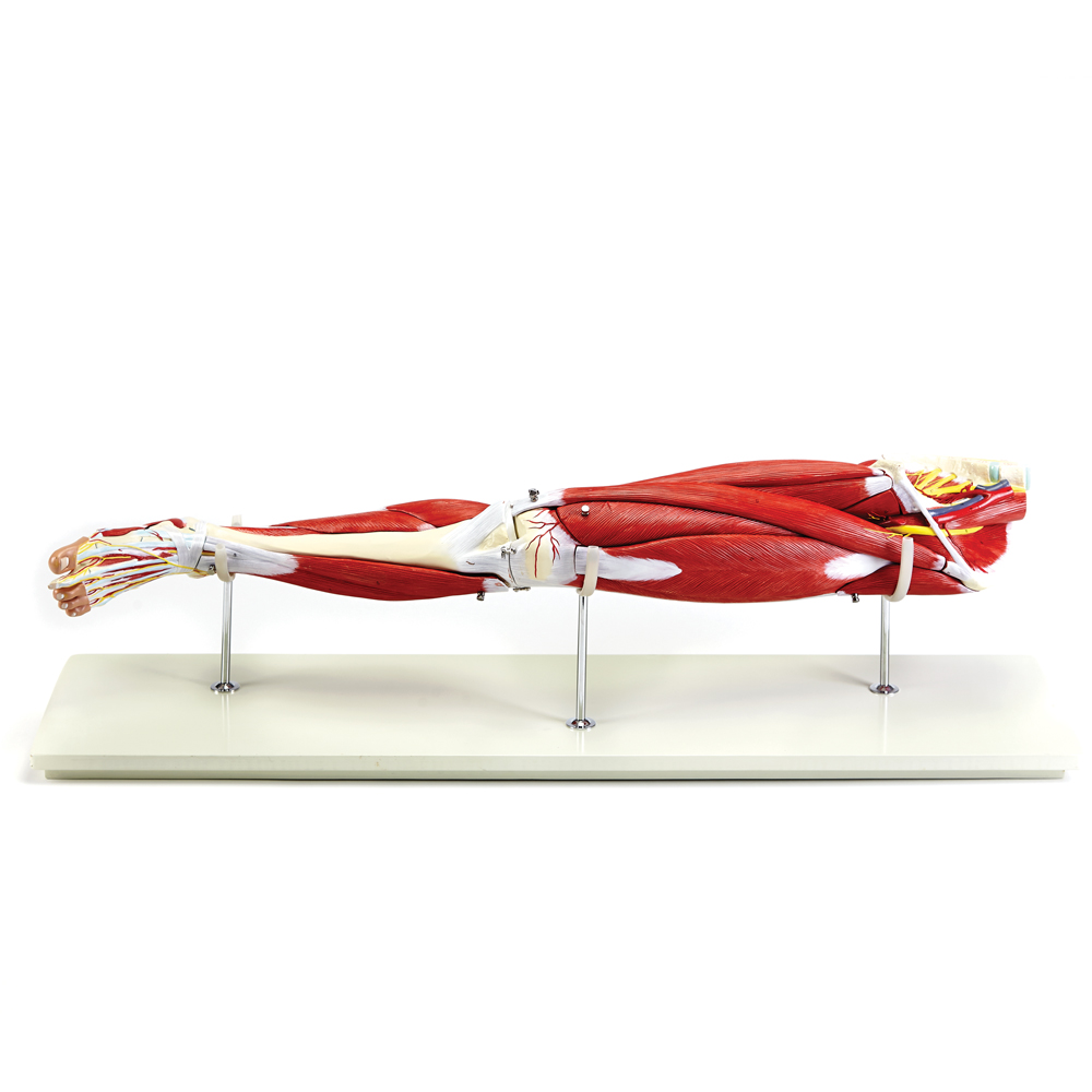 Altay Human Muscular Leg Model | Carolina Biological Supply