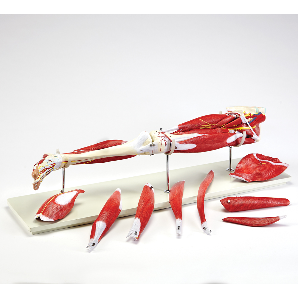 Altay Human Muscular Leg Model | Carolina Biological Supply