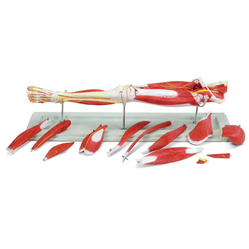 Altay® Deluxe Human Muscular Leg Model | Carolina Biological Supply