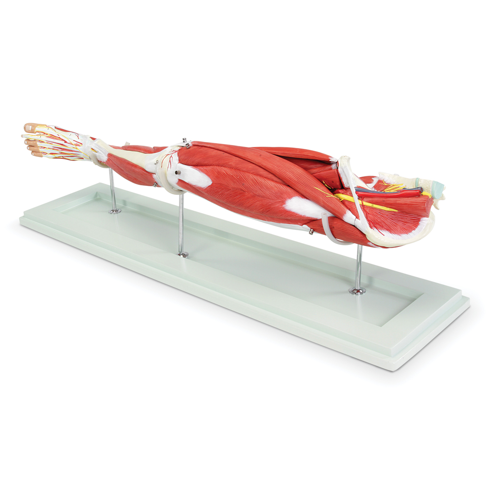Altay® Deluxe Human Muscular Leg Model | Carolina Biological Supply