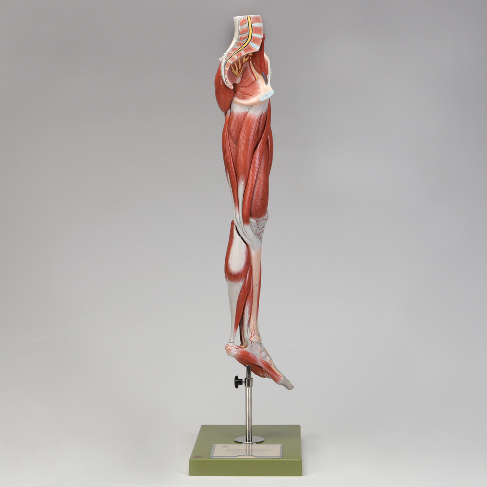 Somso Human Leg and Portion of Pelvis Model | Carolina Biological Supply