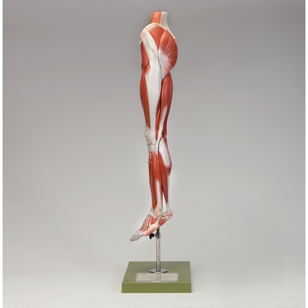 Somso Human Leg and Portion of Pelvis Model | Carolina Biological Supply