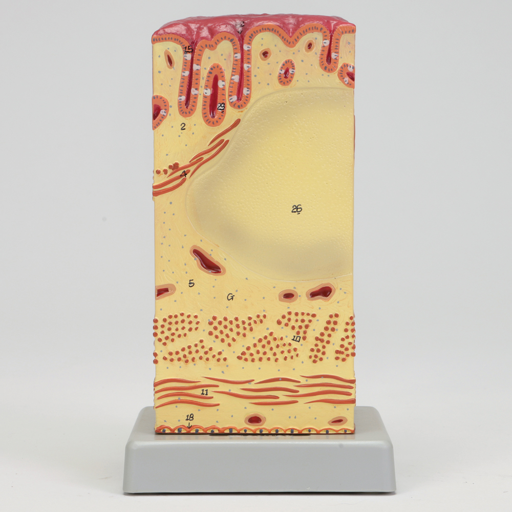 Altay® Human Comparative Digestive Tissue Model | Carolina Biological ...