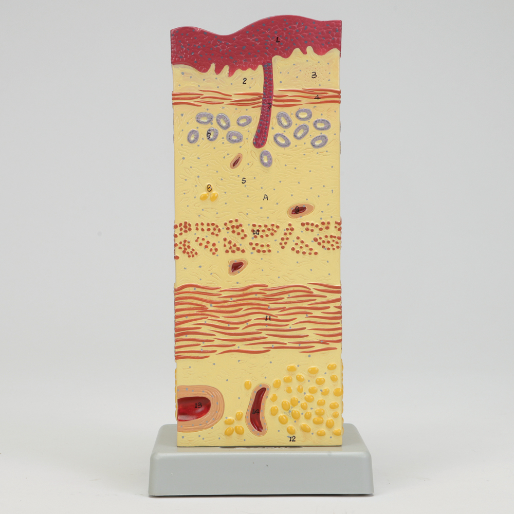 Altay® Human Comparative Digestive Tissue Model | Carolina Biological ...