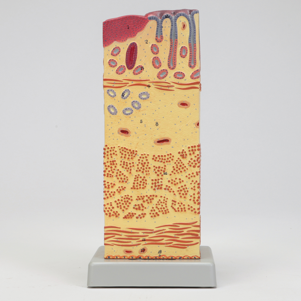 Altay® Human Comparative Digestive Tissue Model | Carolina Biological ...