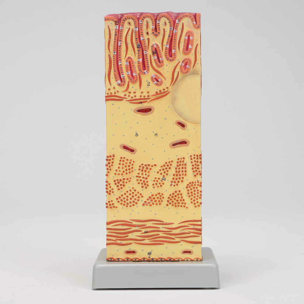 Altay® Human Comparative Digestive Tissue Model | Carolina Biological ...
