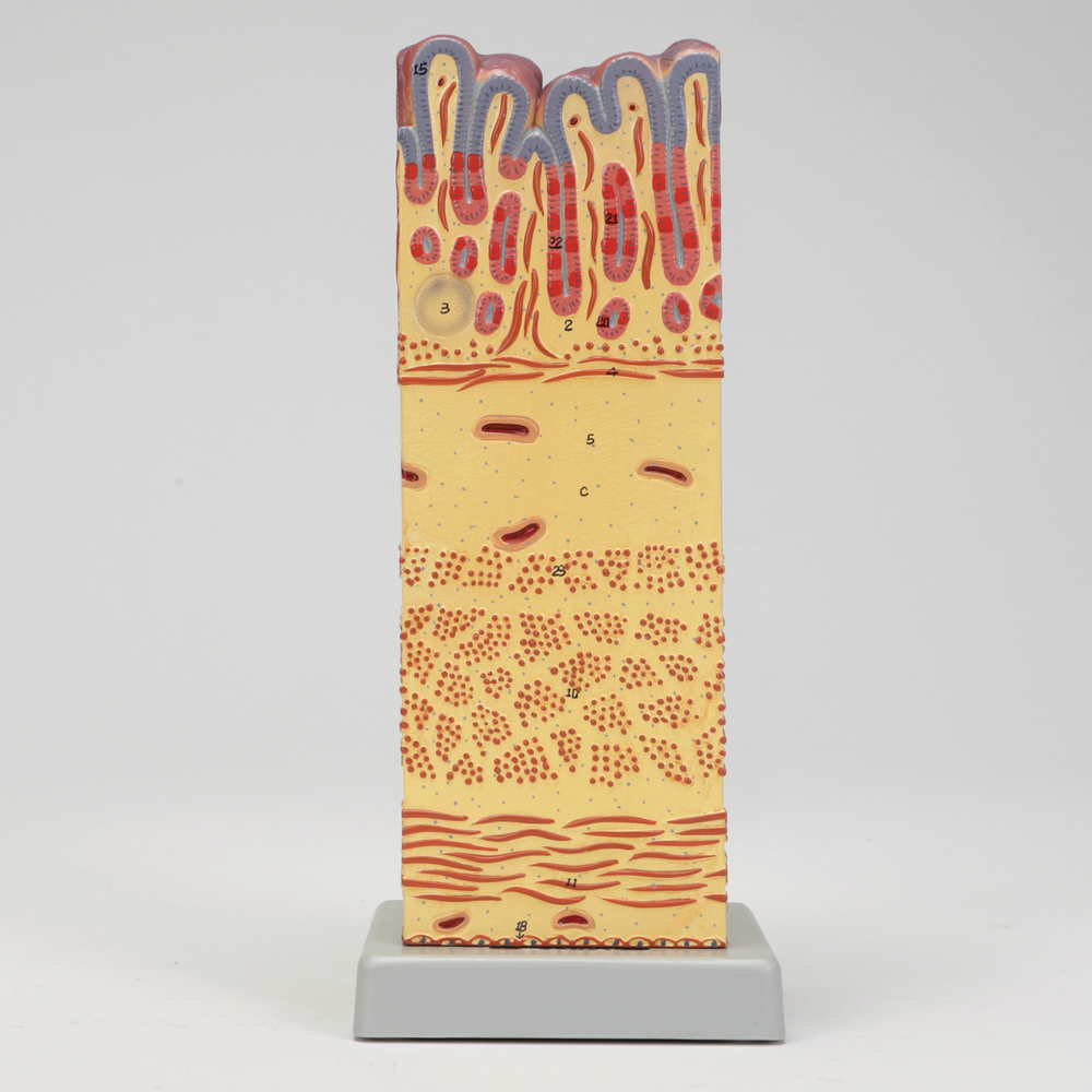 Altay® Human Comparative Digestive Tissue Model | Carolina Biological ...