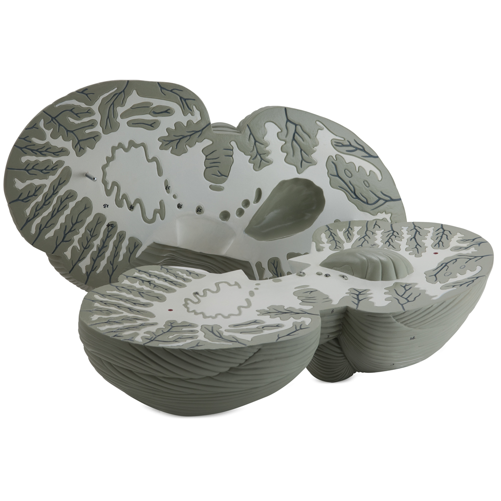 Altay® Enlarged Human Cerebellum Model | Carolina Biological Supply