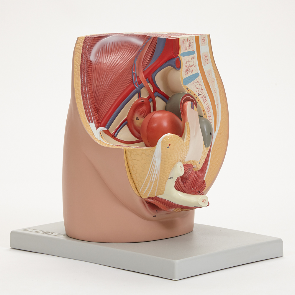 Human Female Abdomen Pelvis Diagram Uterus E Anatomy IMAIOS