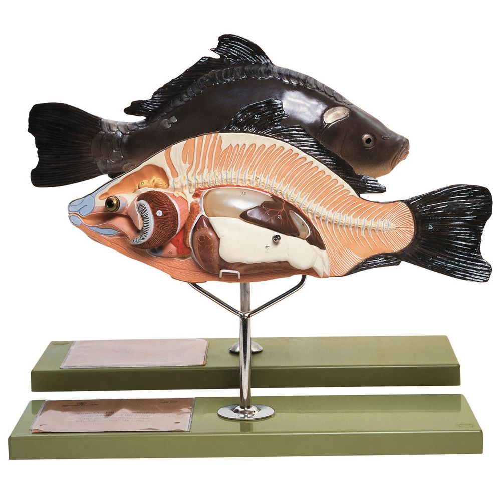 Somso® Bony Fish Model | Carolina Biological Supply